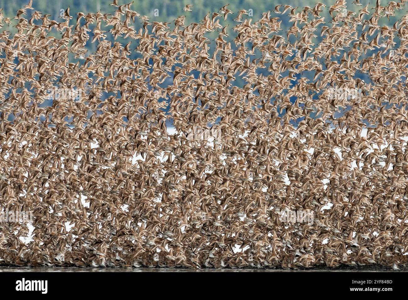 Sandpiper migration, Spring, Coastal Alaska Stock Photo - Alamy