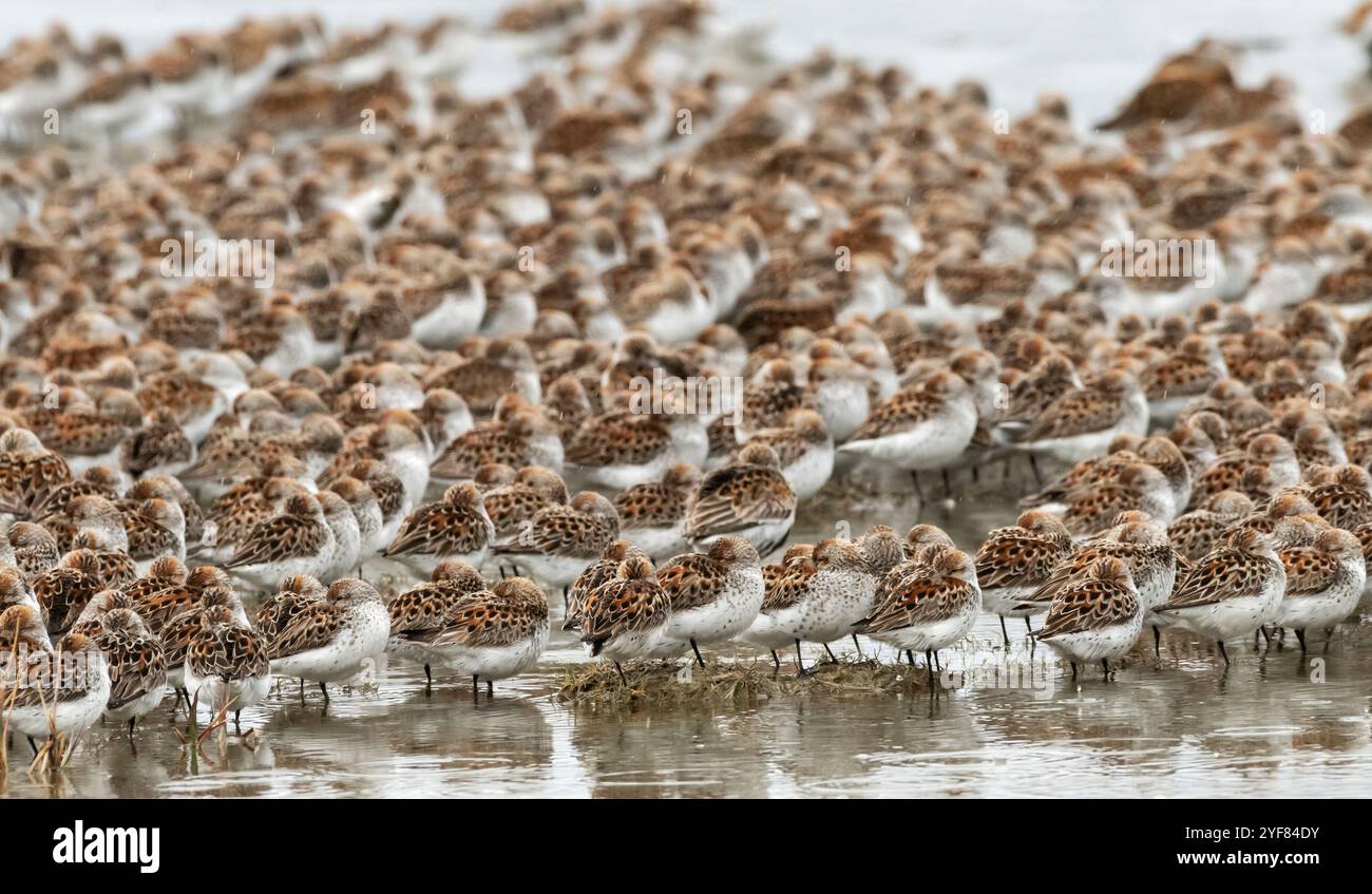 Sandpiper migration, Spring, Coastal Alaska Stock Photo - Alamy