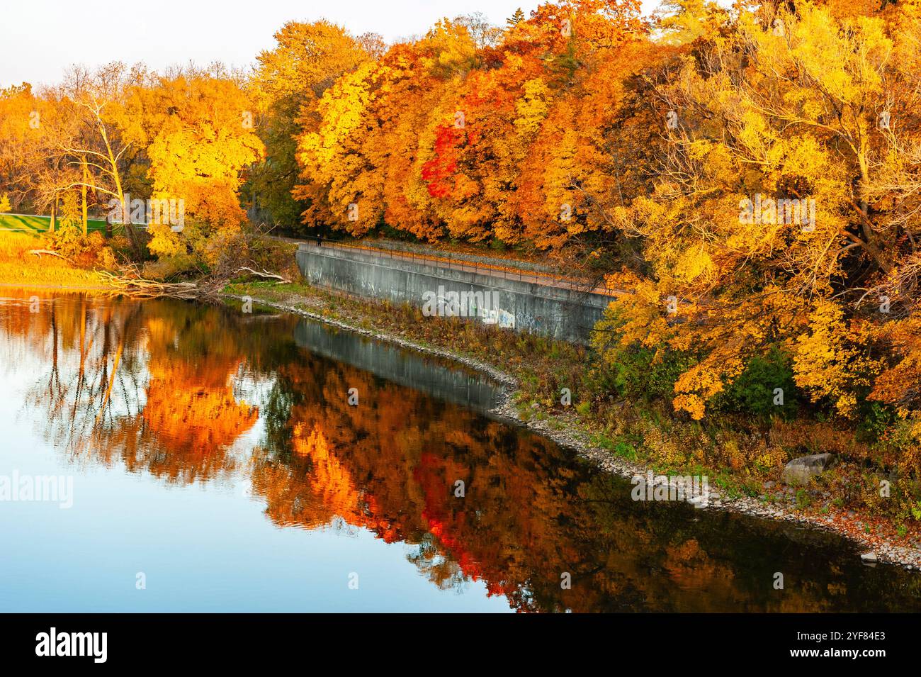Early fall foliage leaves of sugar maple hi-res stock photography and ...