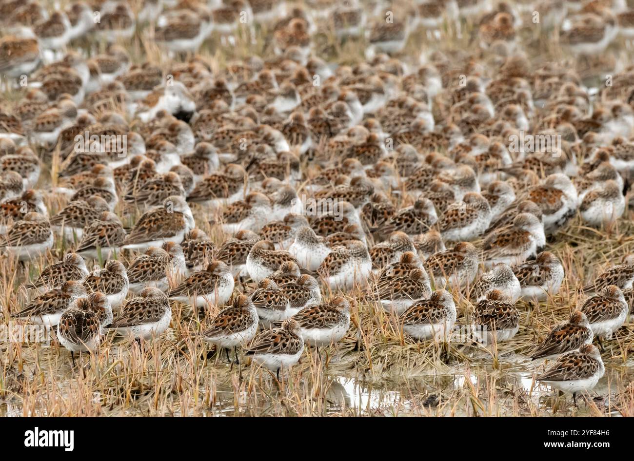 Sandpiper migration, Spring, Coastal Alaska Stock Photo - Alamy