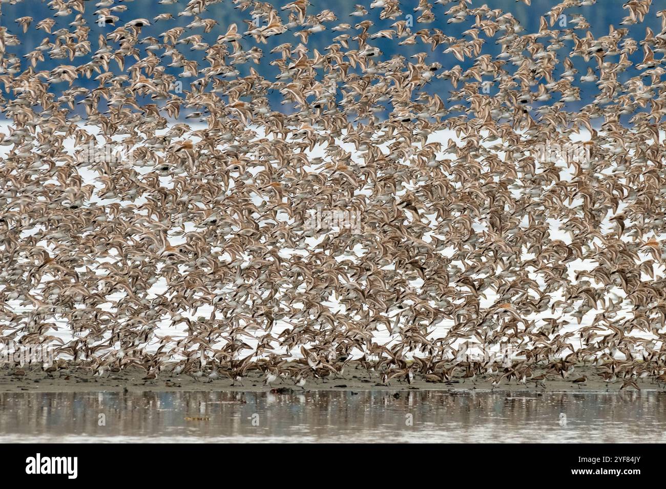 Sandpiper migration, Spring, Coastal Alaska Stock Photo - Alamy