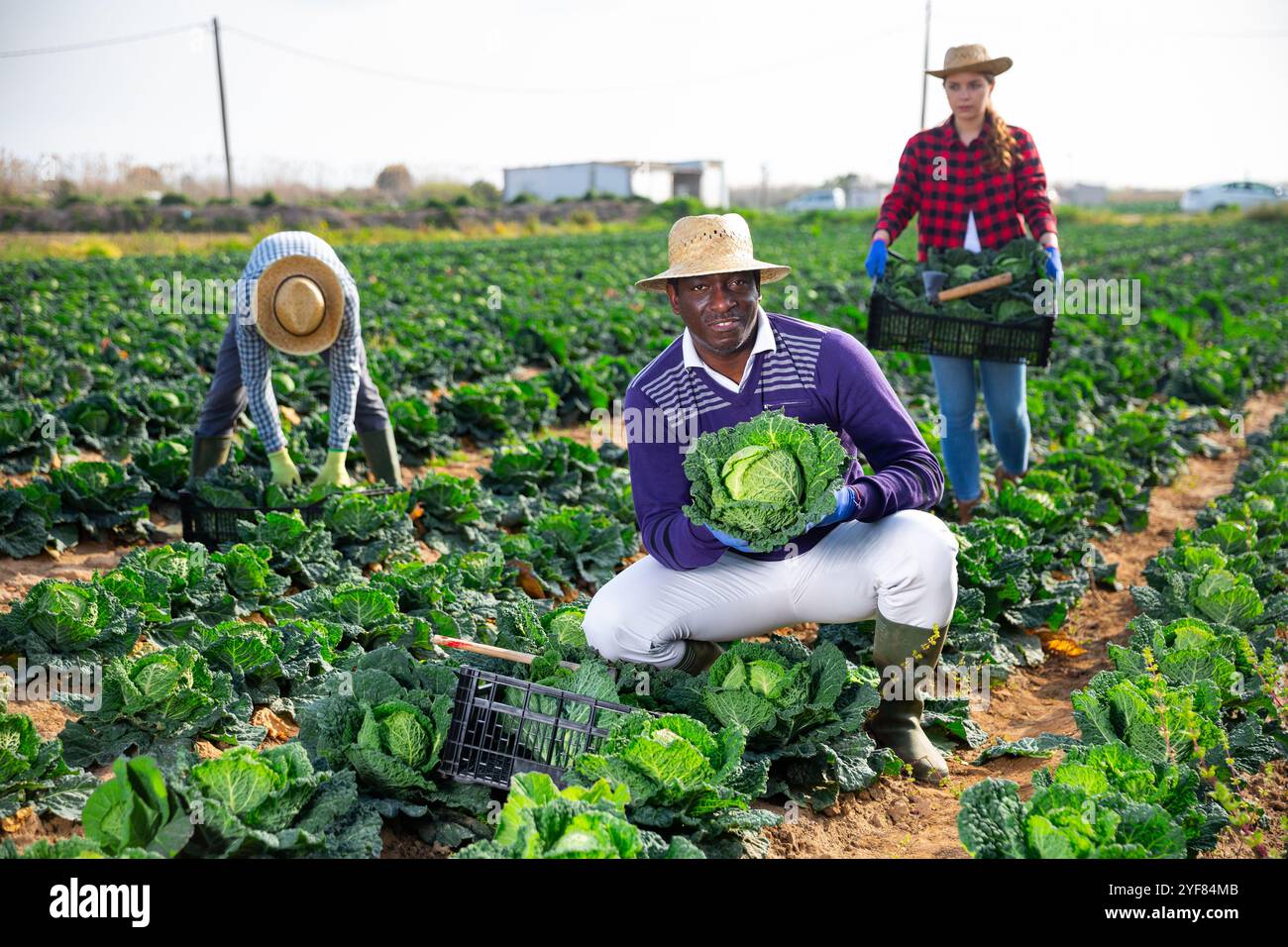 African man farmer picking green cabbage Stock Photo - Alamy