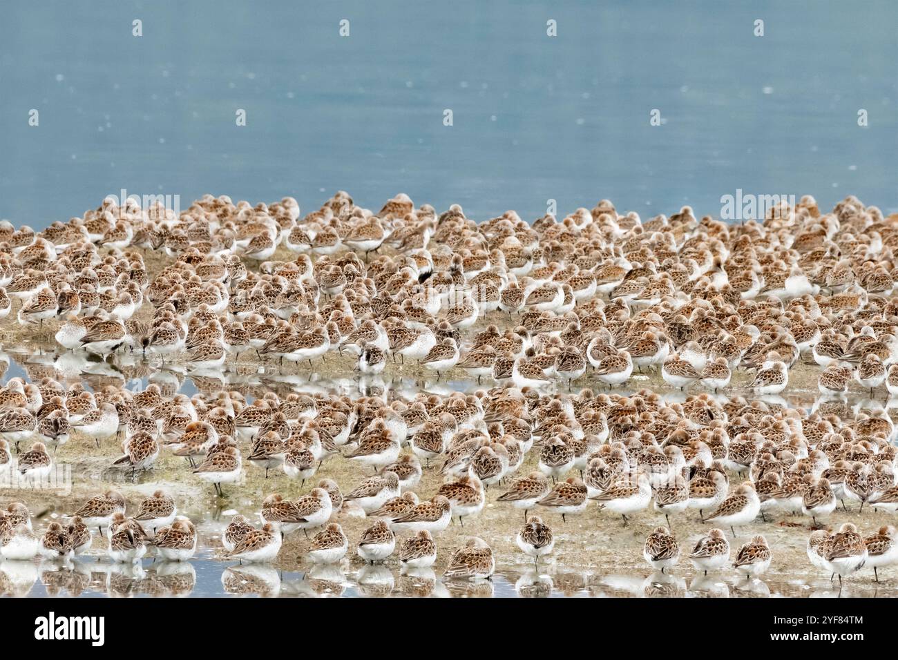 Migration sandpipers hi-res stock photography and images - Alamy