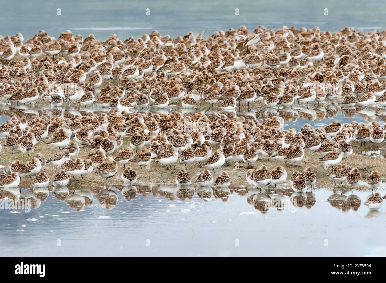 Coastal migration hi-res stock photography and images - Alamy
