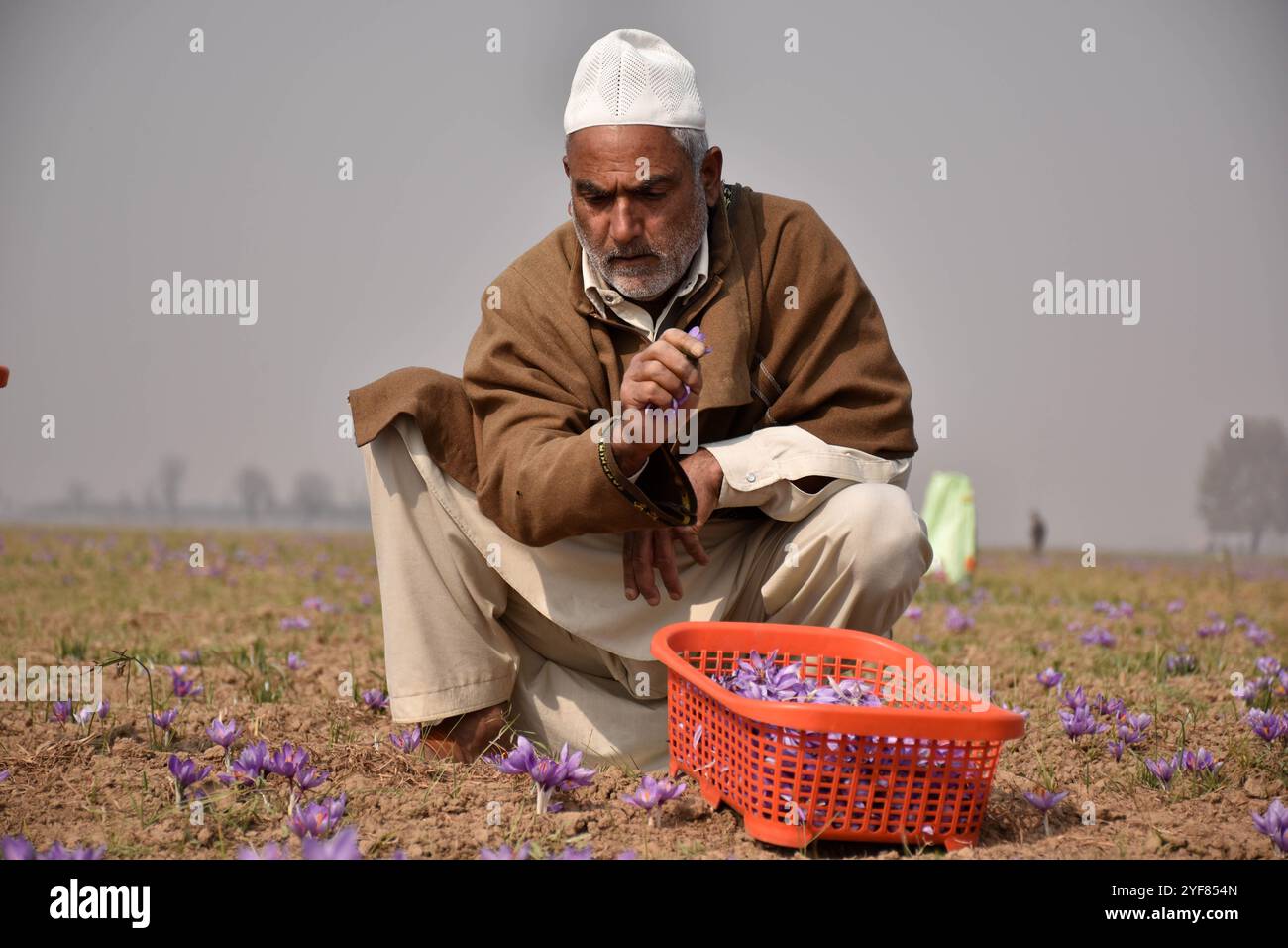 Plucking saffron hi-res stock photography and images - Alamy