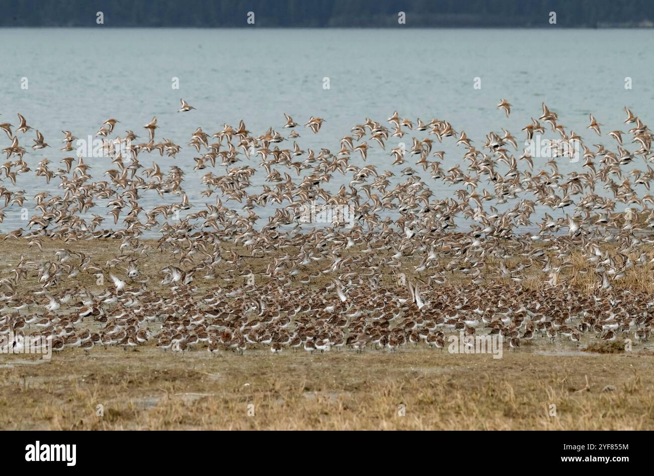 Sandpiper migration, Spring, Coastal Alaska Stock Photo - Alamy