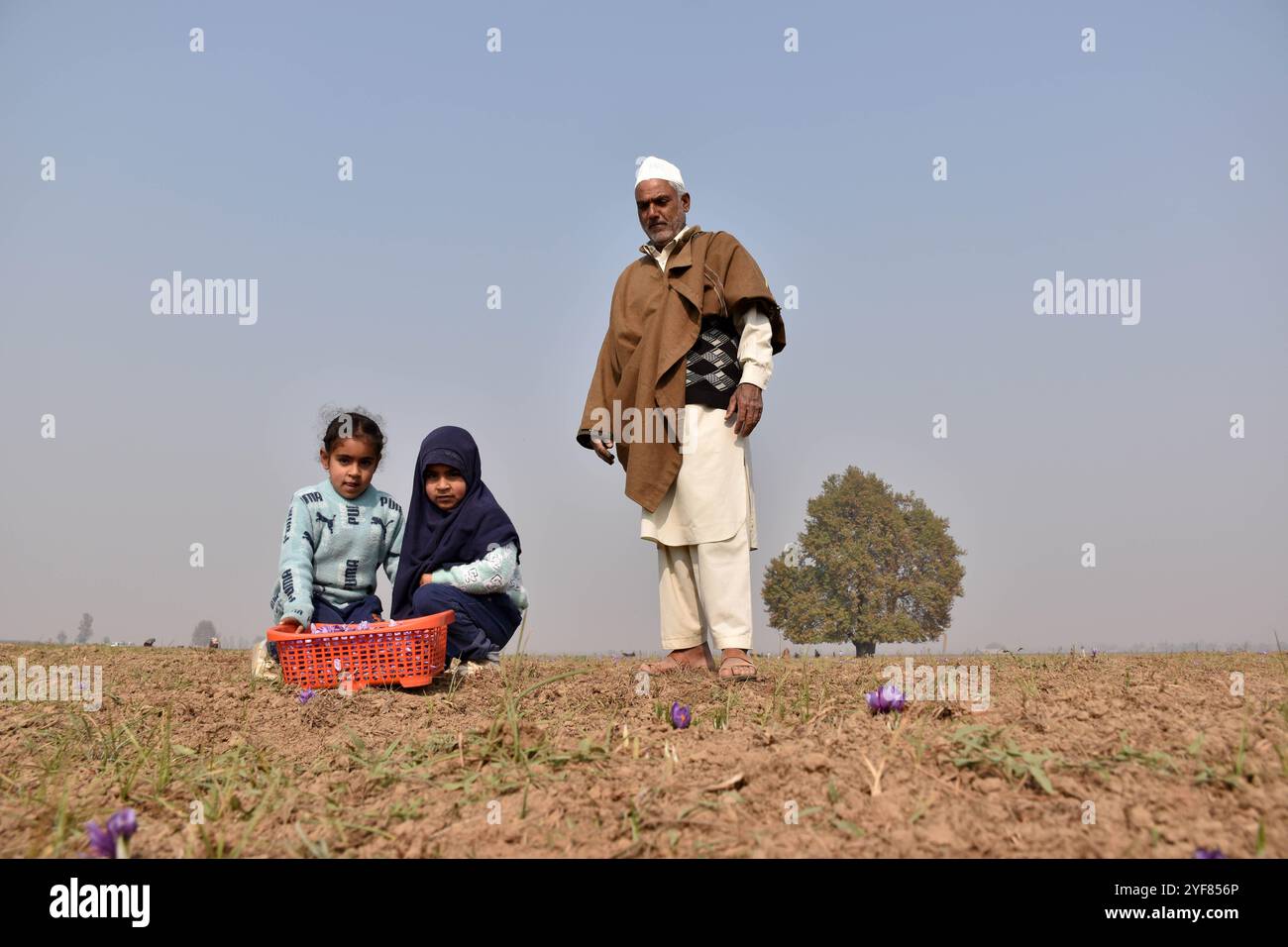 Plucking saffron hi-res stock photography and images - Alamy