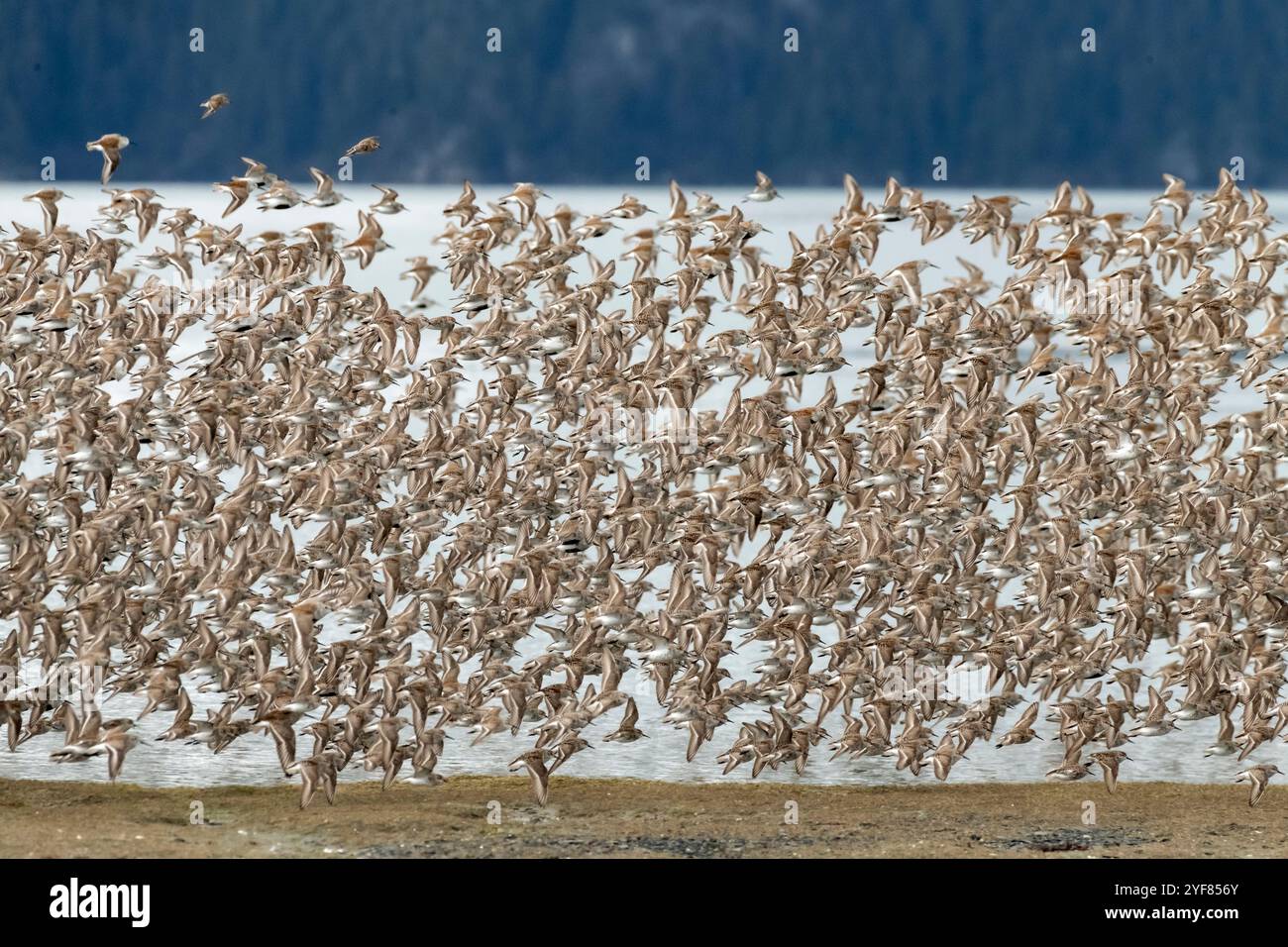 Sandpiper migration, Spring, Coastal Alaska Stock Photo - Alamy