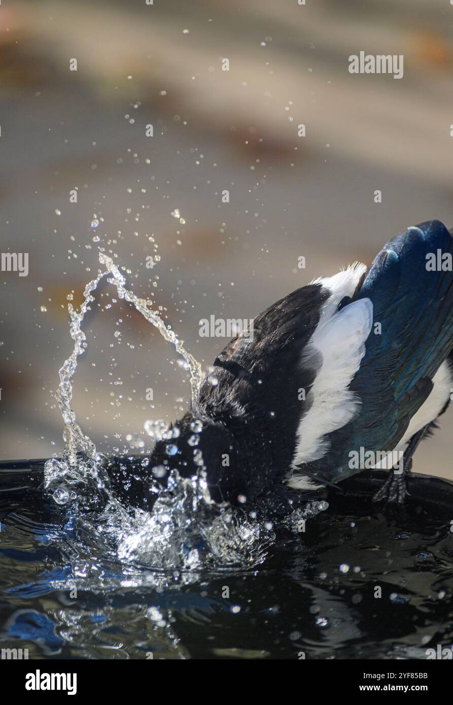 Black-billed Magpie, Latin Name: Pica hudsonia, taking a birdbath ...