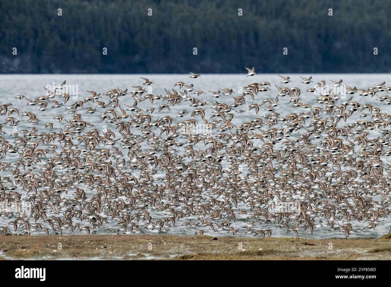 Sandpiper migration, Spring, Coastal Alaska Stock Photo - Alamy