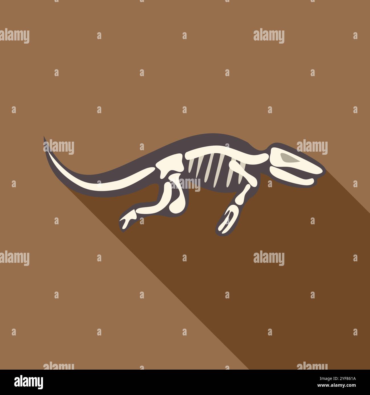 Varanus skeleton lying on brown background with long shadow ...