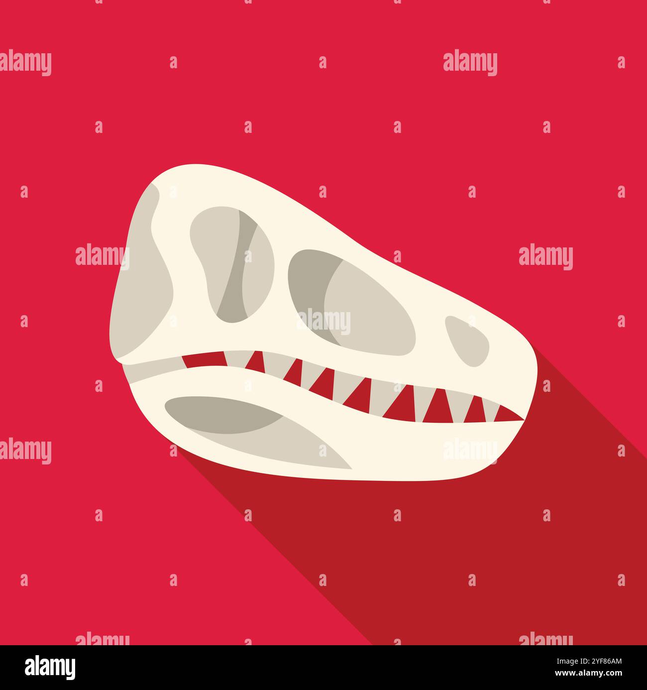 Dinosaur skull fossil showing sharp teeth, isolated on red background ...
