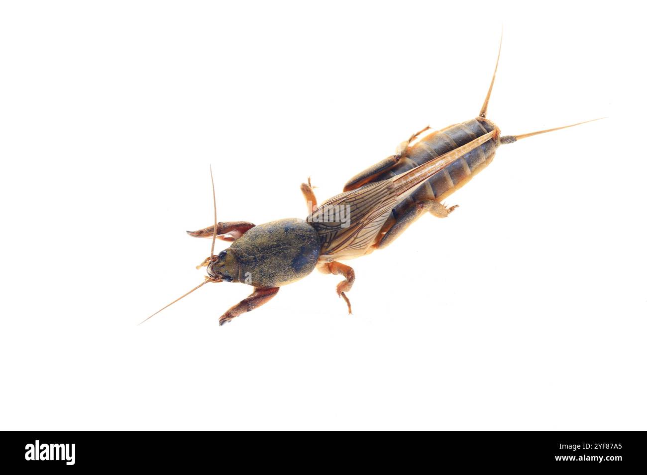 Mole cricket isolated on a white background, mole insect, close-up ...