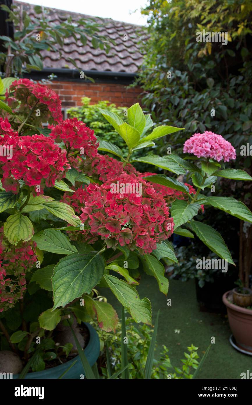 Hydrangea, red and pink in a small garden, full of trees with green ...