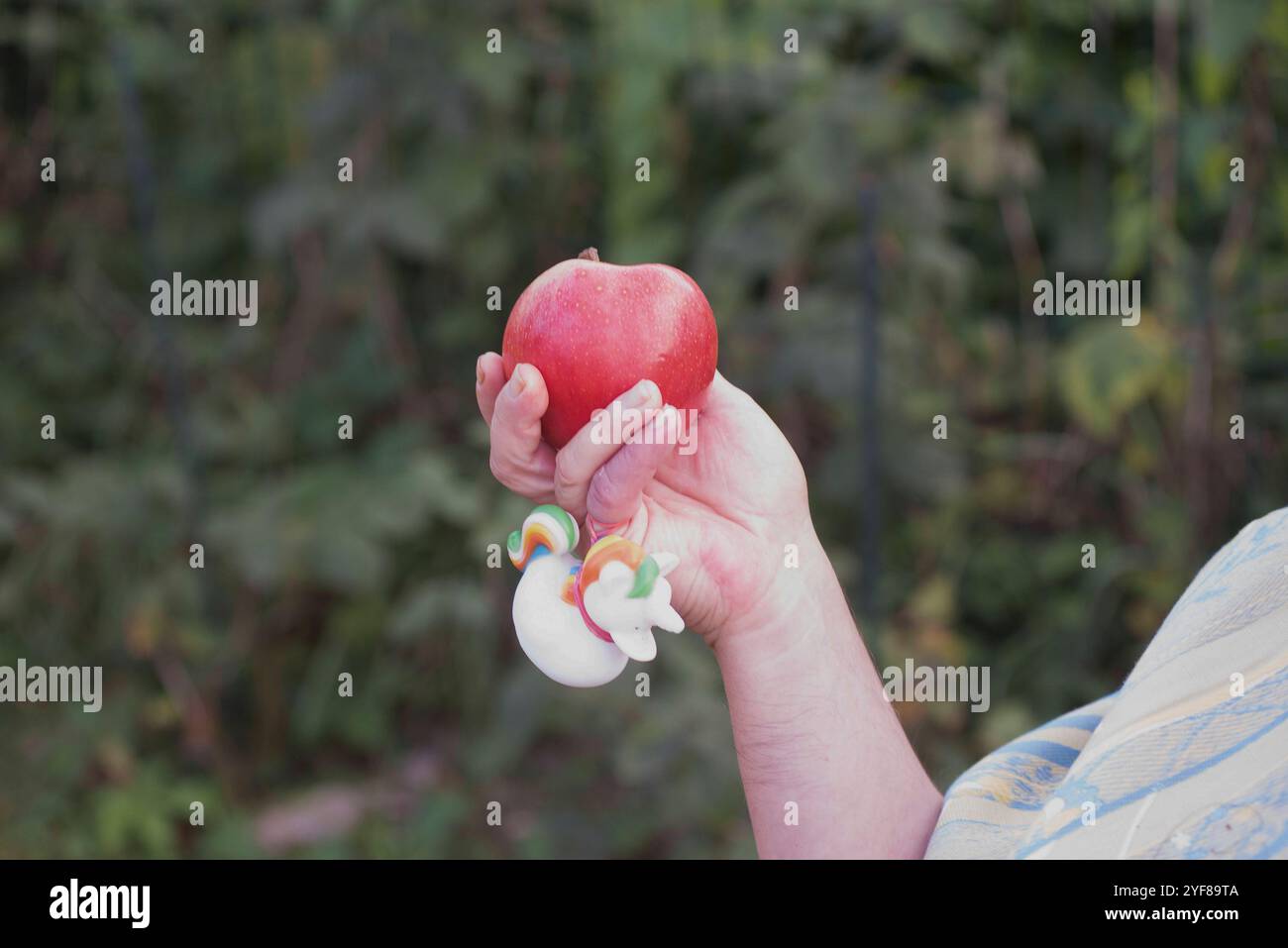 apple as an edible fruit and part of a healthy diet apple as an edible ...