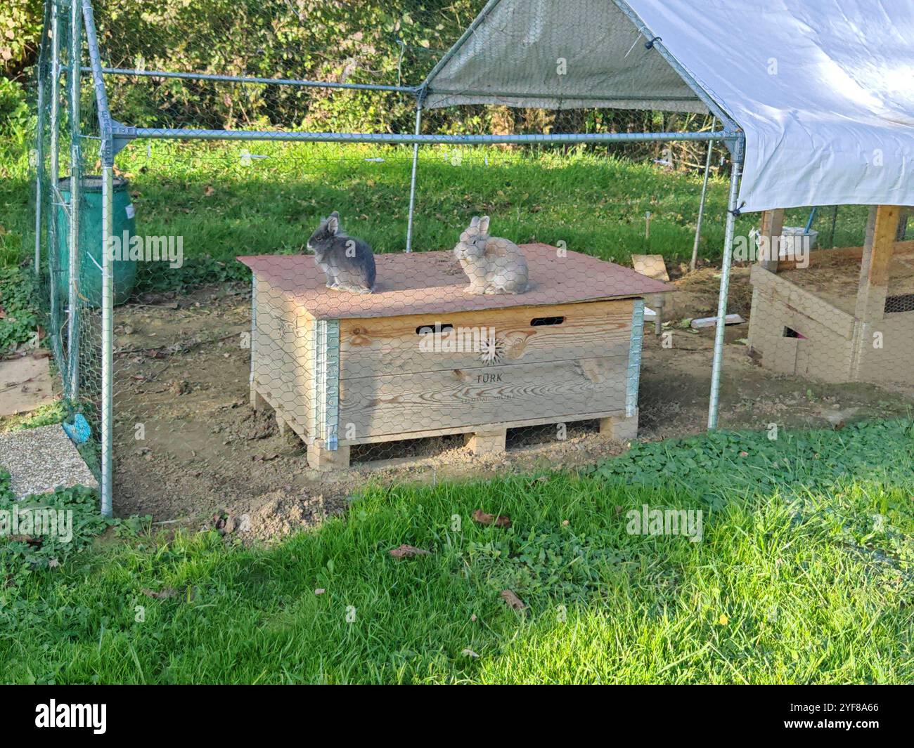 a rabbit or a hare in livestock farming and breeding rabbit or hare in ...