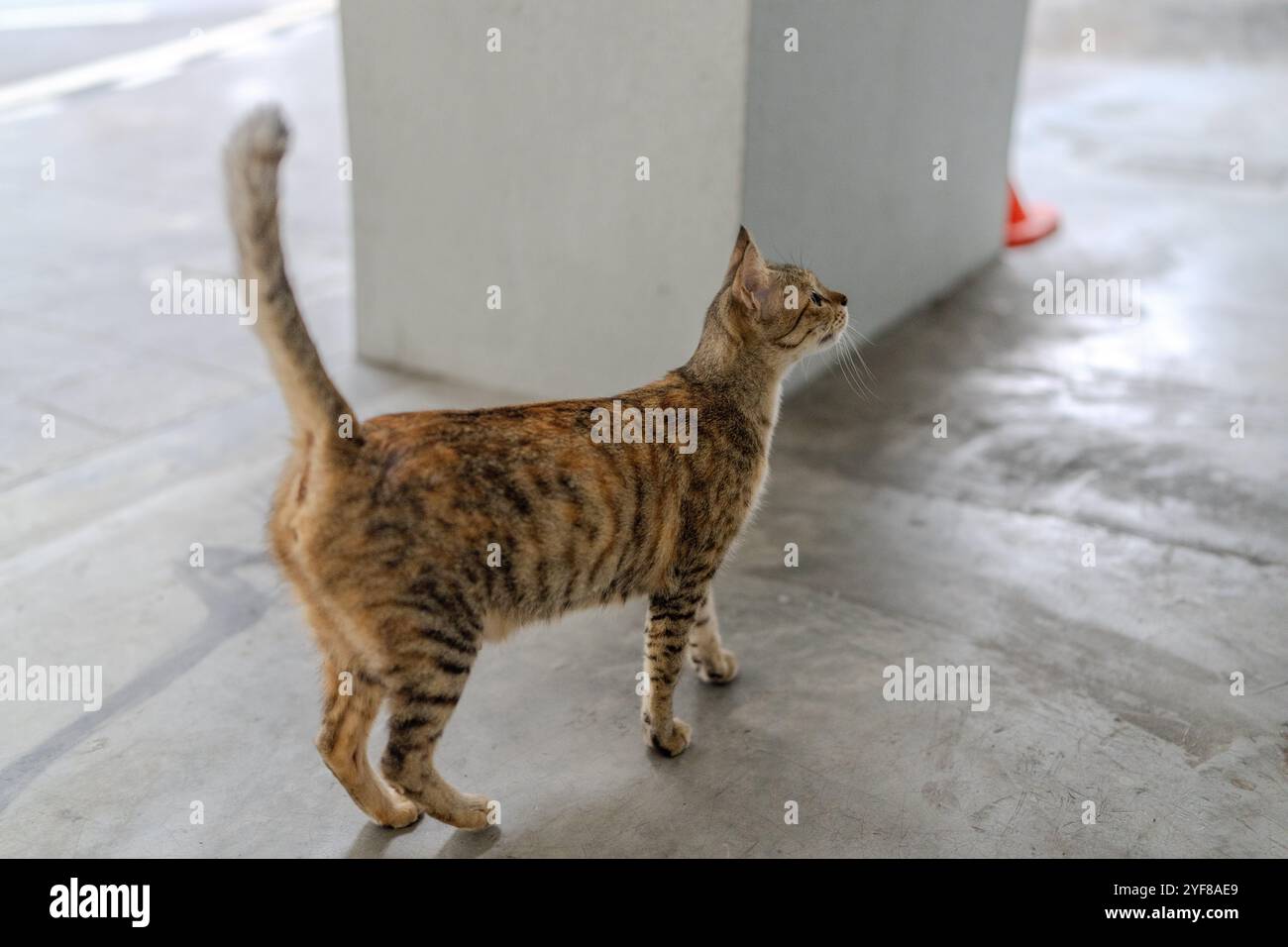 Stray cat at Taman Ma MRT Station, Taman Pinggiran Putra, 43300 Sri ...