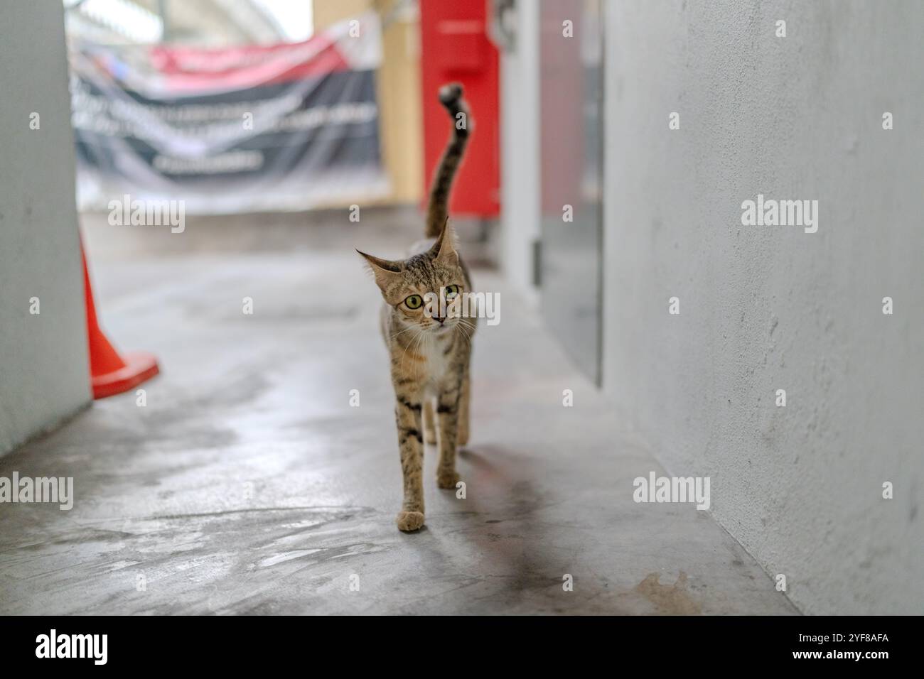 Stray cat at Taman Ma MRT Station, Taman Pinggiran Putra, 43300 Sri ...