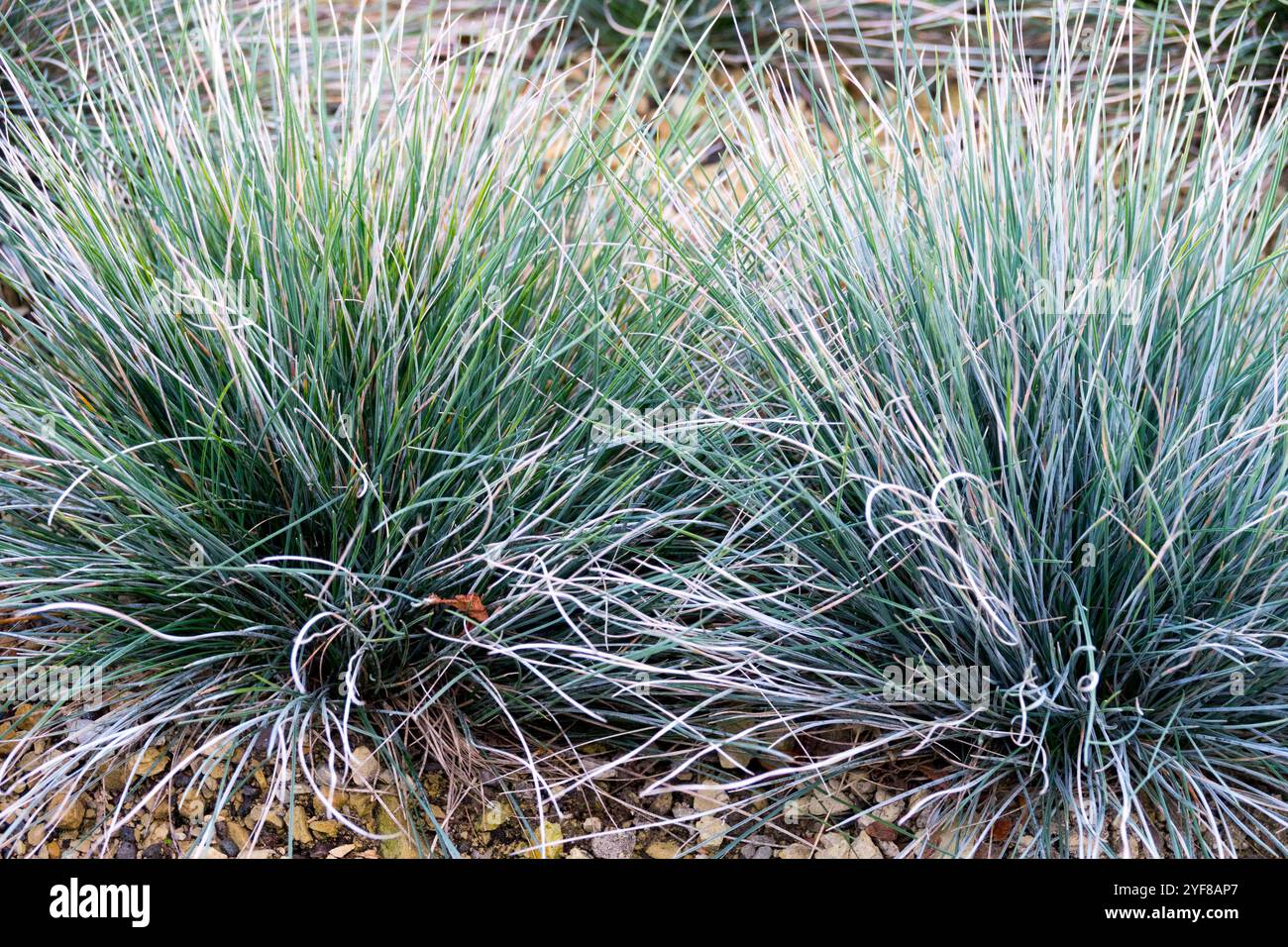 Festuca glauca blue fescue cinerea hi-res stock photography and images ...
