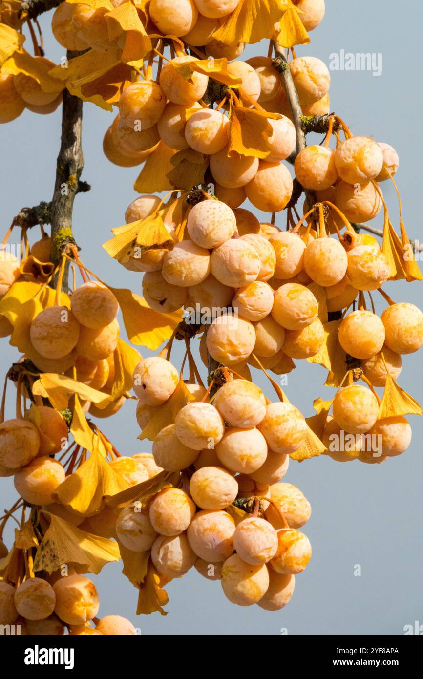 Ripe Ripening Maidenhair Tree Berries Seeds Autumn Autumnal Season ...