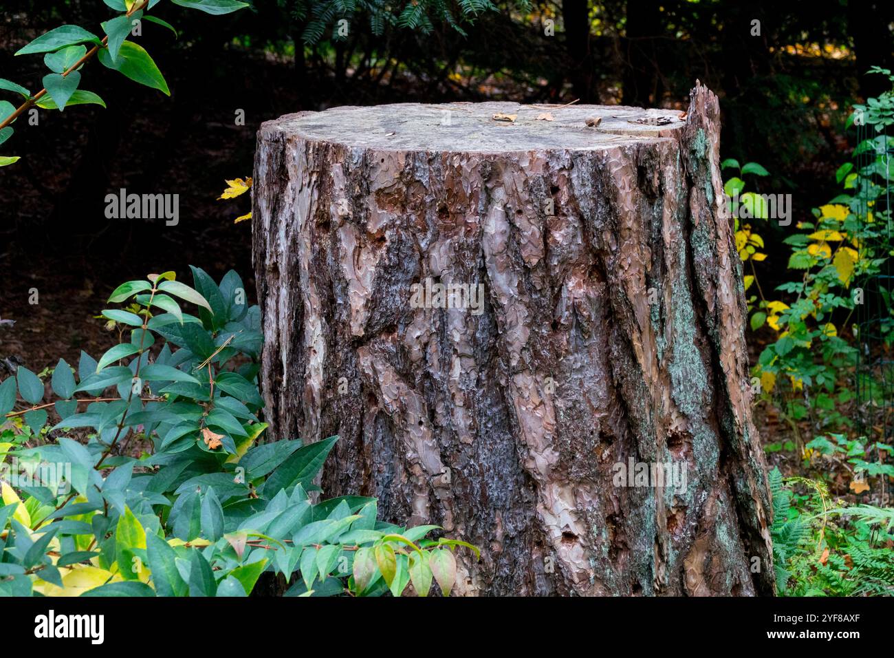 Old pine stump left in the garden as a home for beetles bugs insects ...