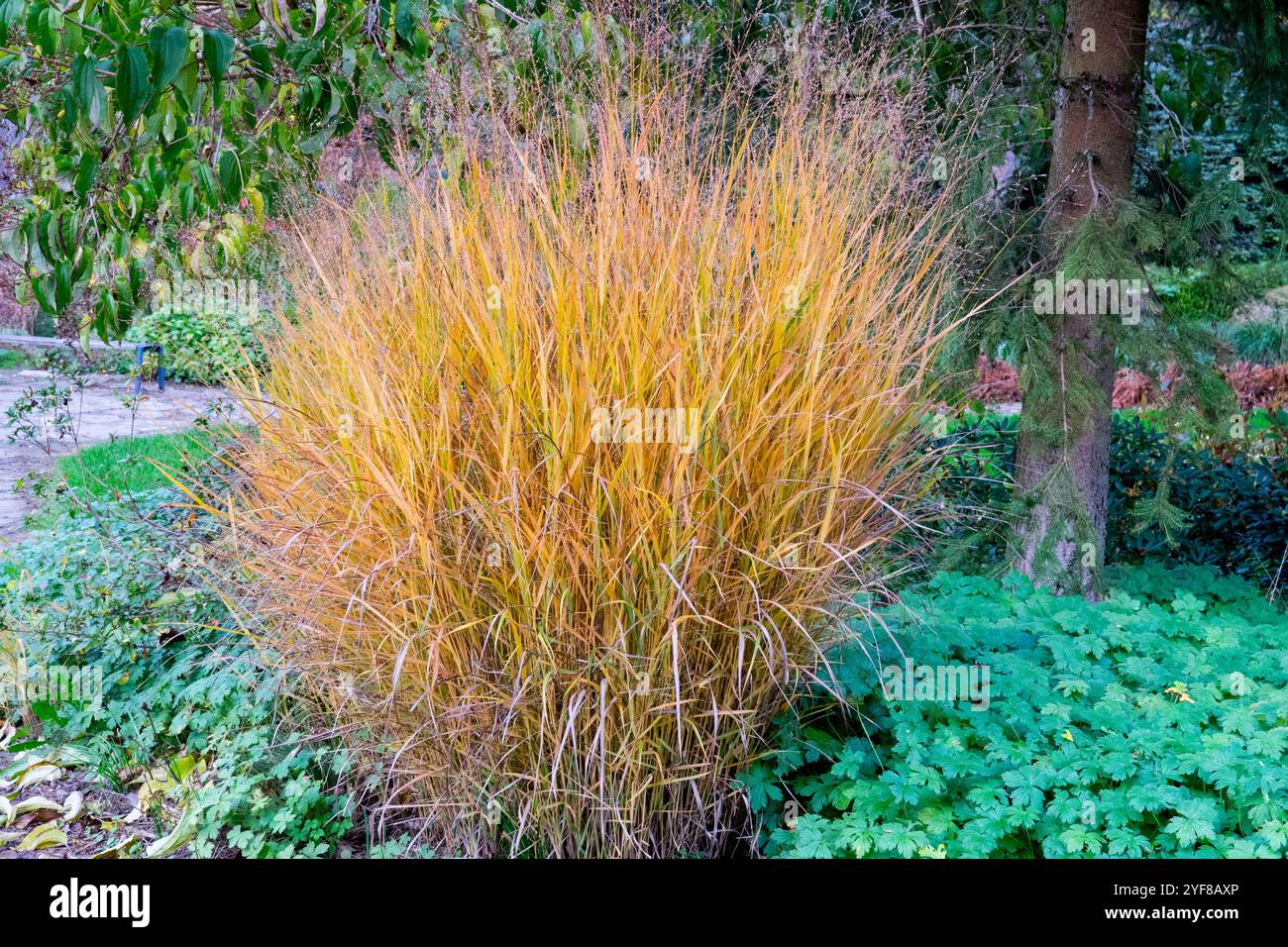 Switchgrass hi-res stock photography and images - Alamy