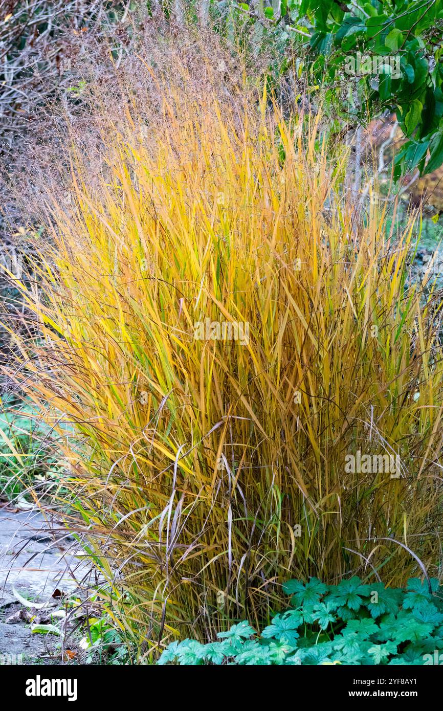 Switchgrass hi-res stock photography and images - Alamy