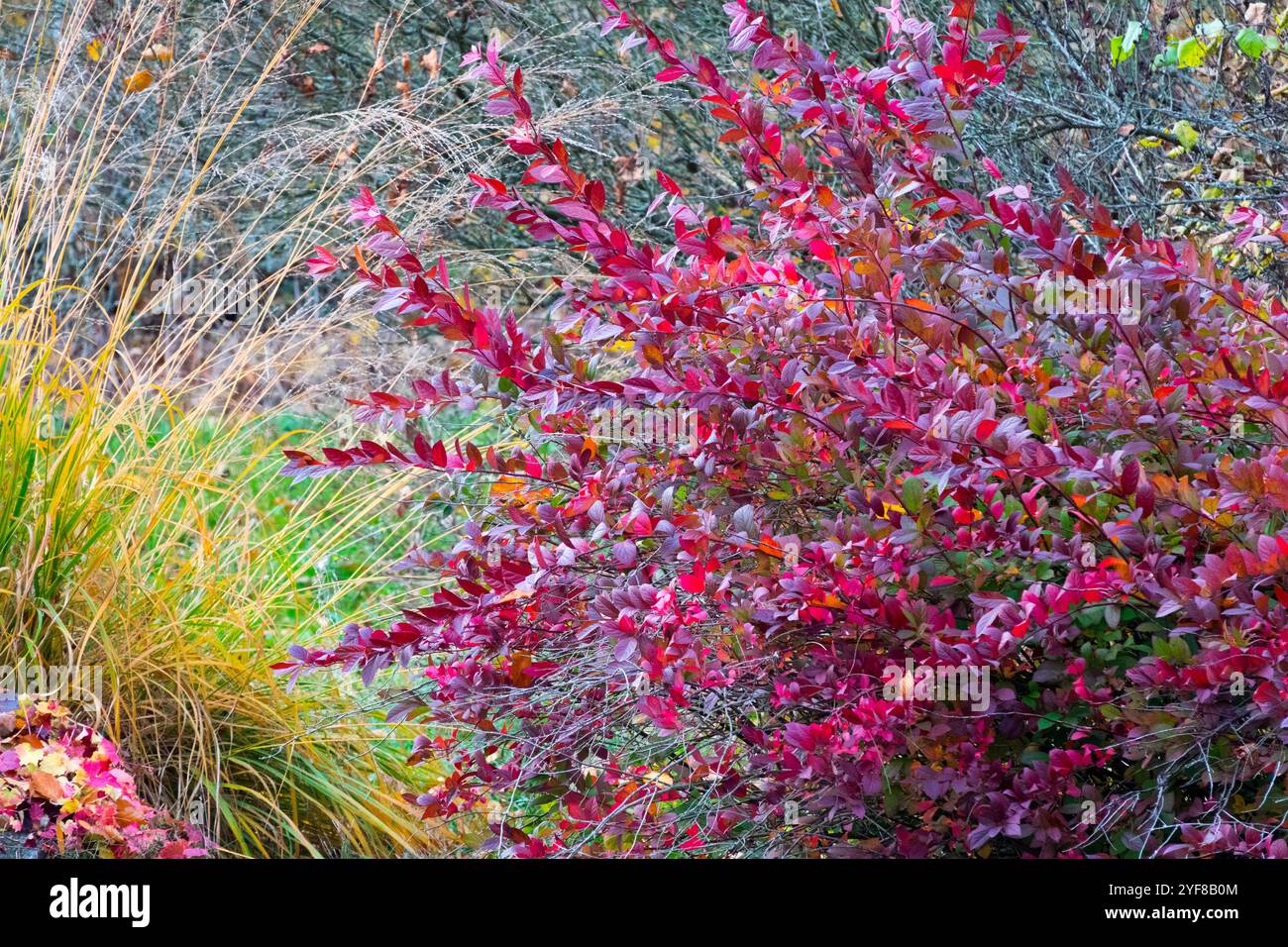 Virginia Sweetspire Itea virginica 'Longspire" garden scenic in autumn ...