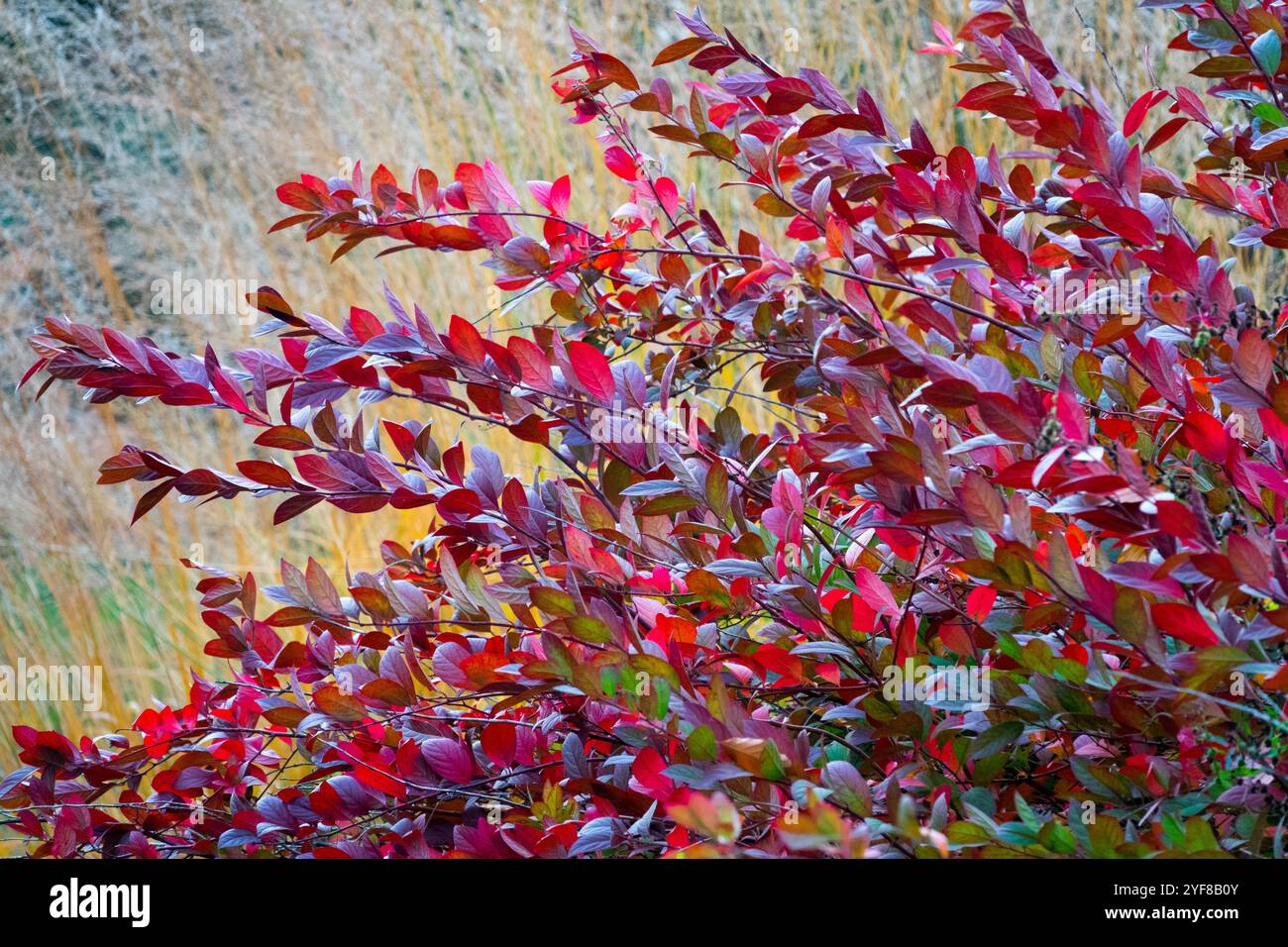 Virginia Sweetspire Itea virginica 'Longspire" Red Turn foliage Stock ...