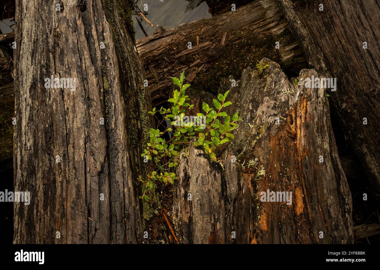 Small Bush Grows Between A Tangle Of Floating Logs On Green Lake in ...