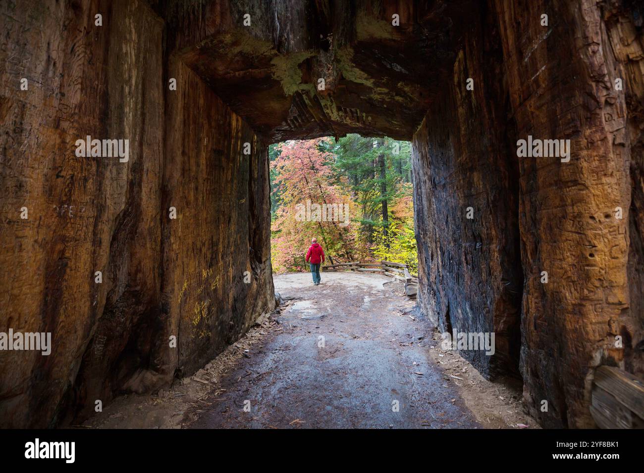 A tunnel cut through a giant sequoia tree in Yosemite National Park ...