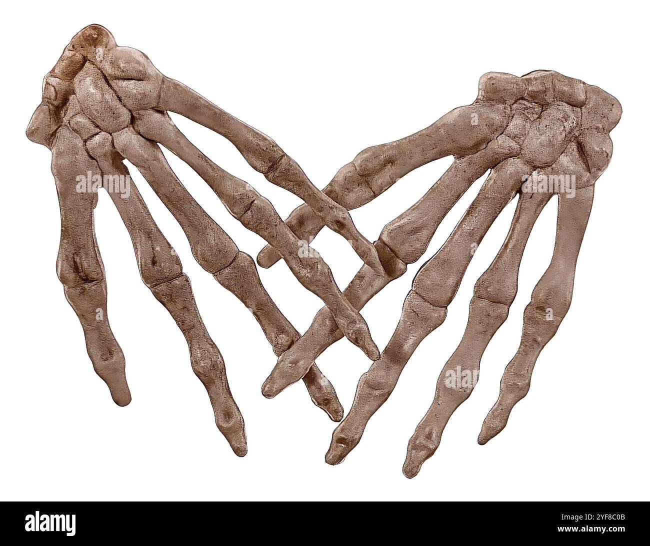 Boneworks hi-res stock photography and images - Alamy