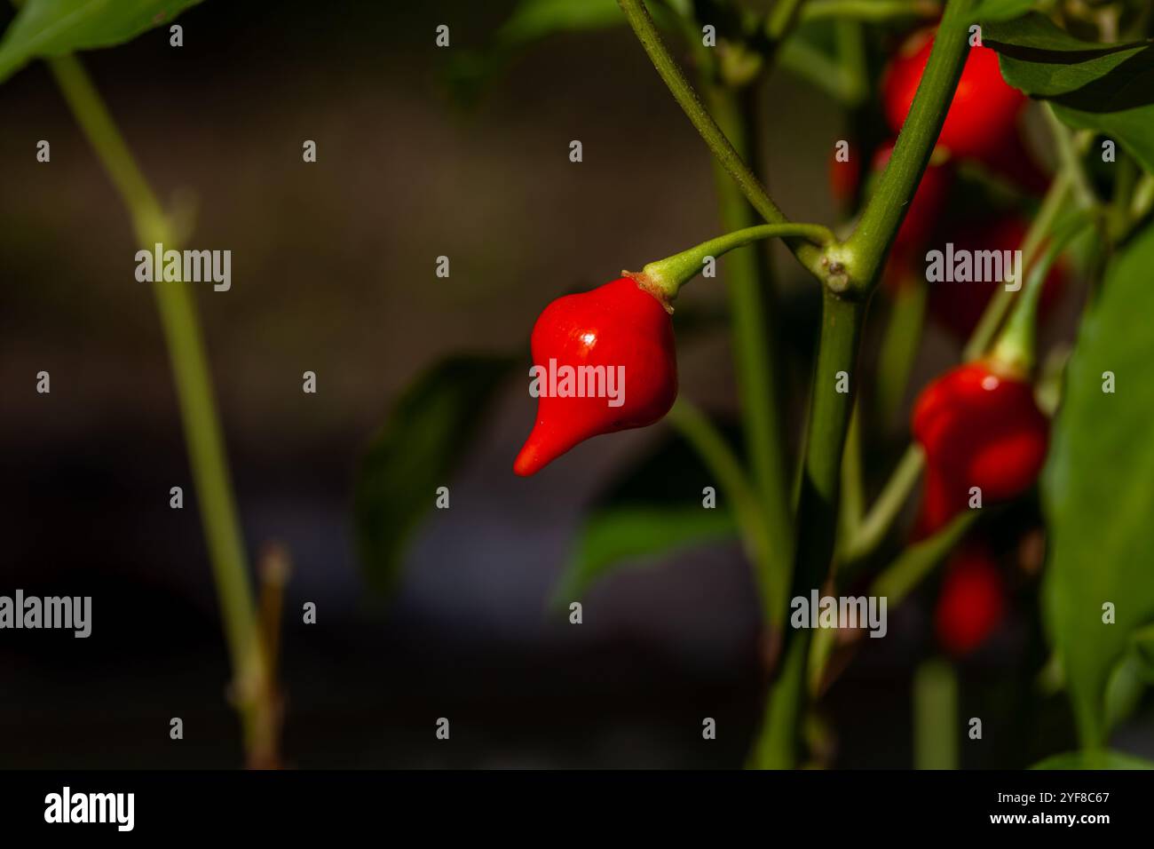 Sweet pepper drops grow in a organic vegetable garden in summer Stock ...