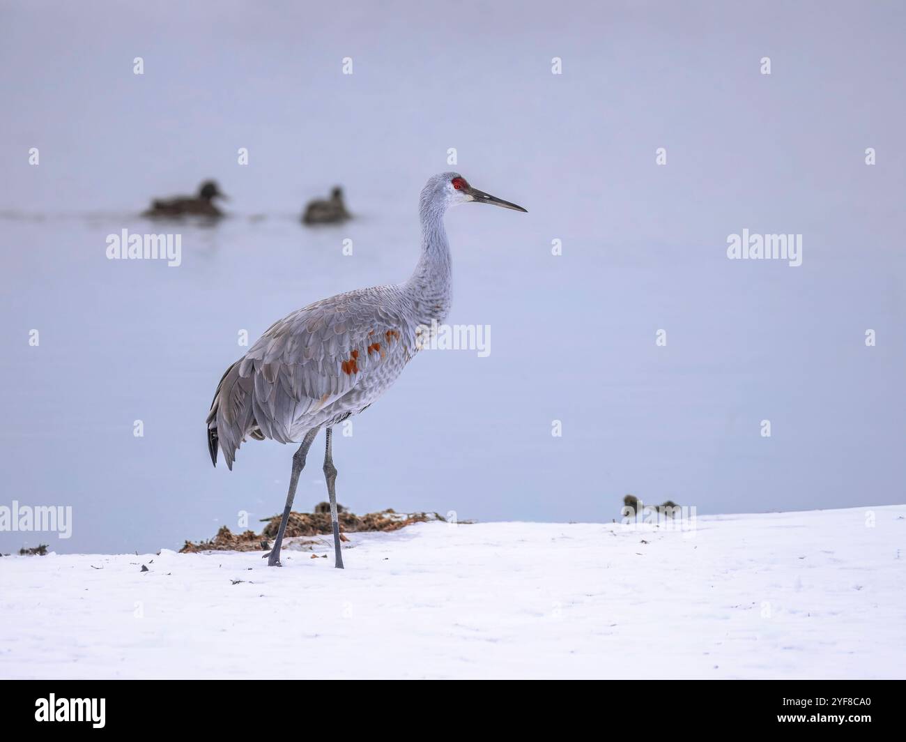 The sandhill crane(Antigone canadensis) in the snow, in Southern ...