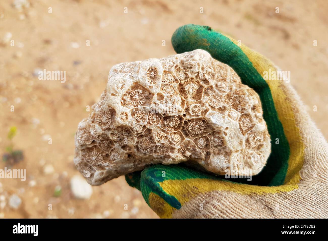 Fossilized colonial coral replaced by quartz, fossil hunting in nature ...