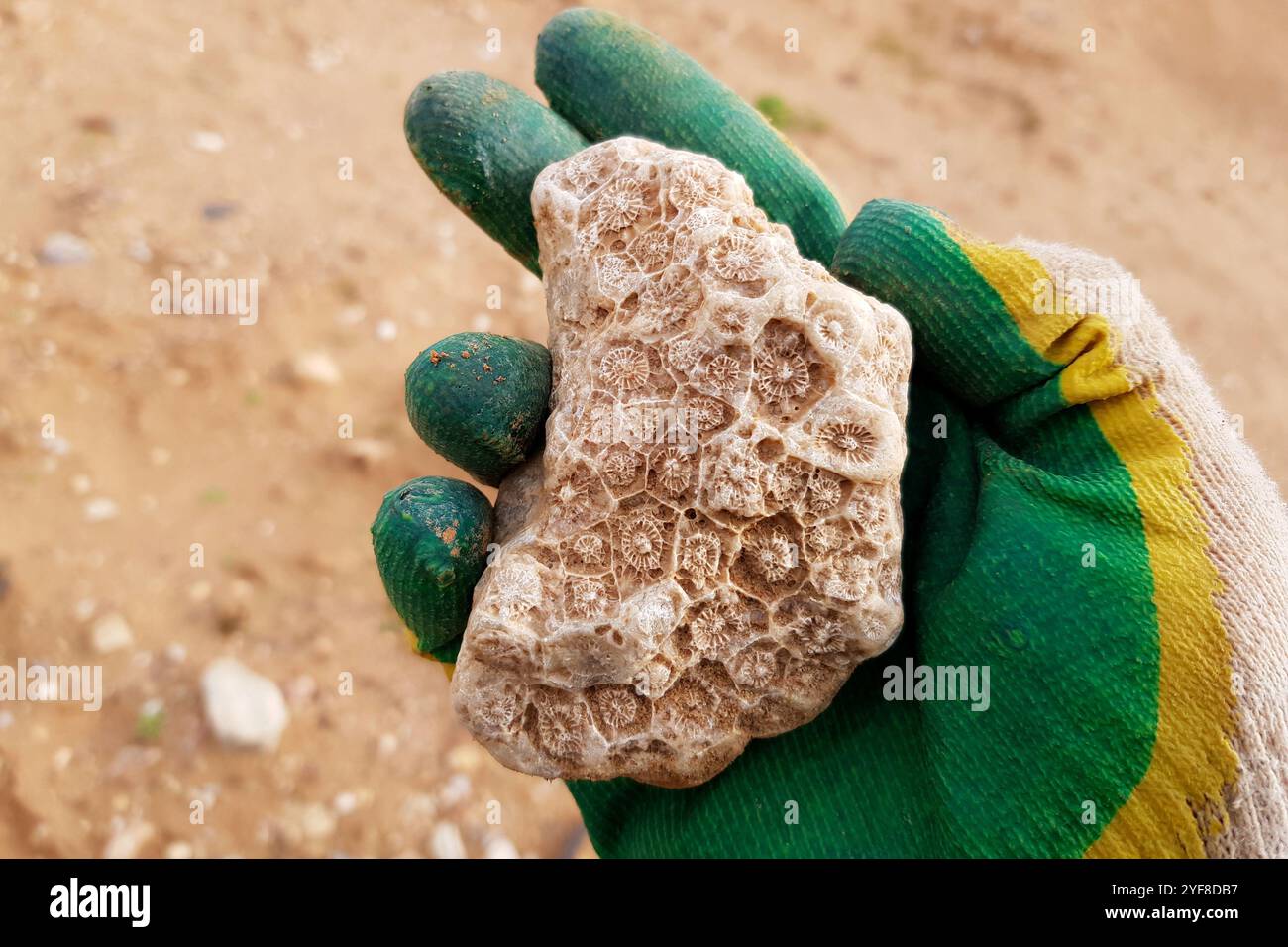 Fossilized colonial coral replaced by quartz, fossil hunting in nature ...
