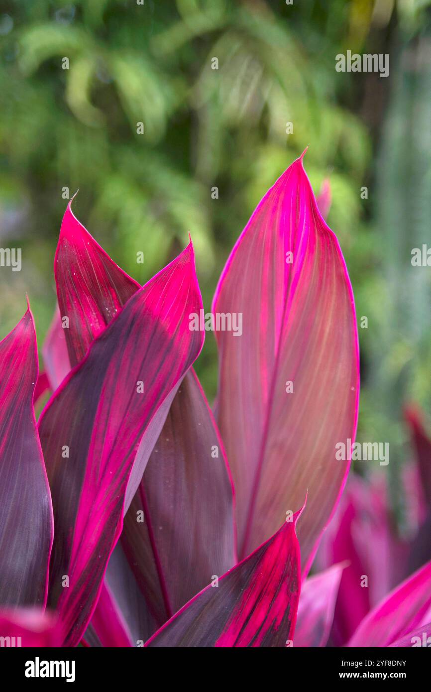 Corn Plant's bright leaf with red stripe (Dracaena fragrans Stock Photo ...