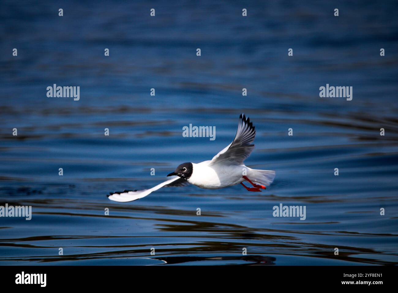 Seagull above hi-res stock photography and images - Alamy