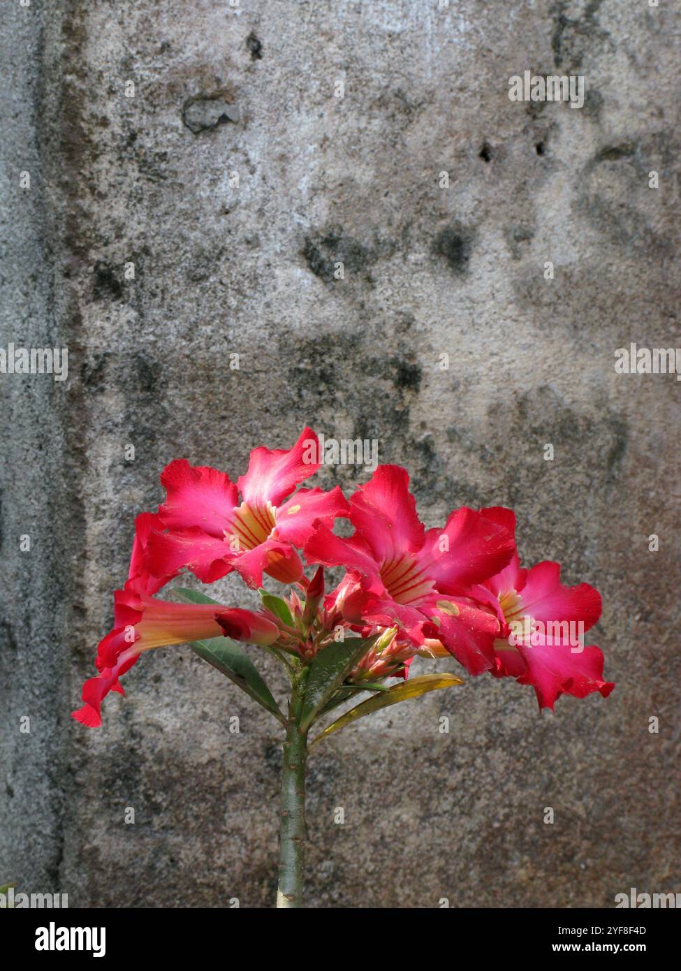 Pink Bignonia flowers or Adenium flowers, Adenium multiflorum, pink ...