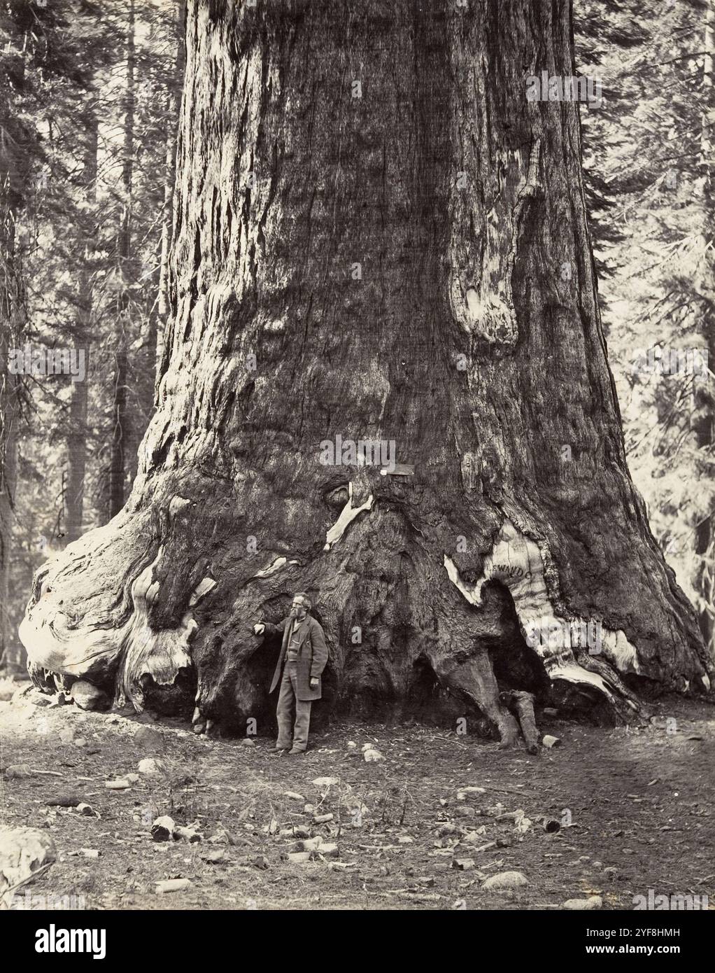 Section of the Grizzly Giant, Yosemite photographed by Carleton Watkins ...
