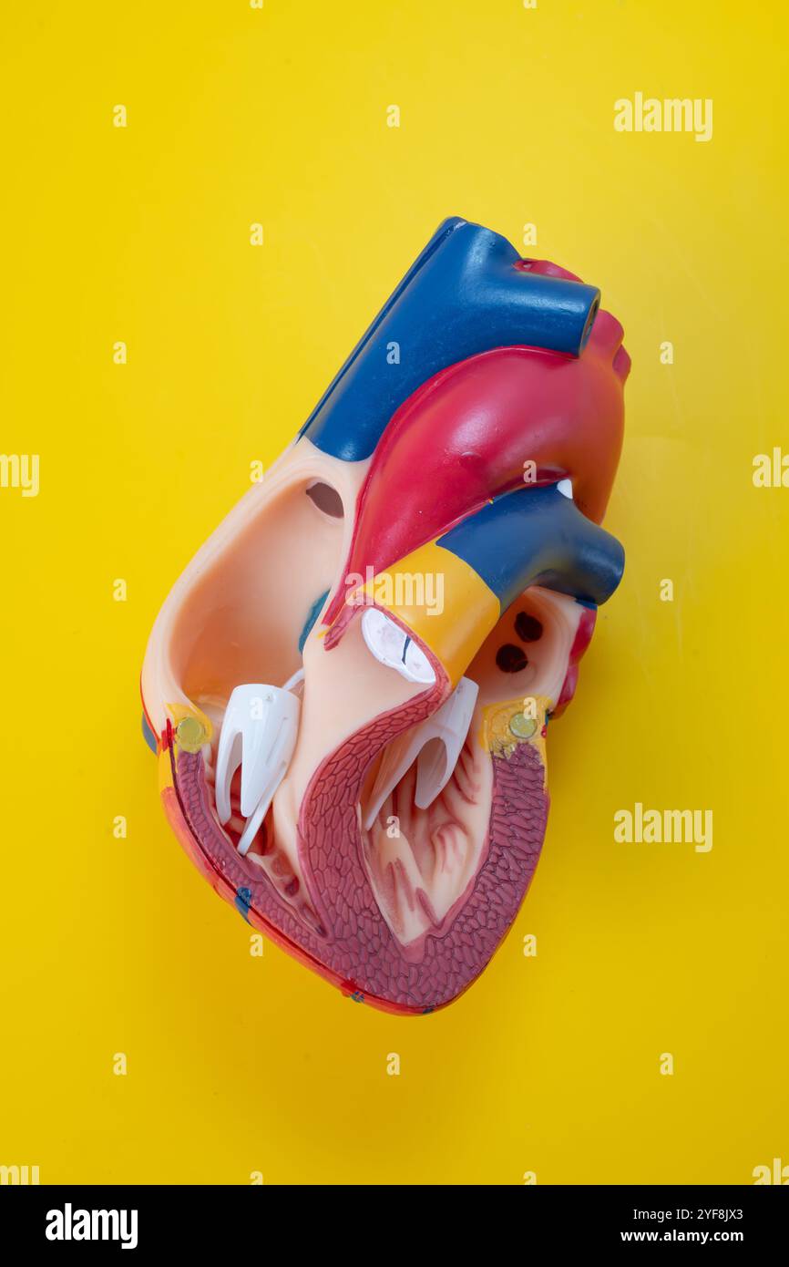 This series of images features a detailed anatomical model of a human ...