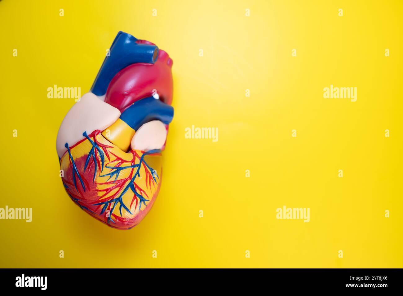 This series of images features a detailed anatomical model of a human ...