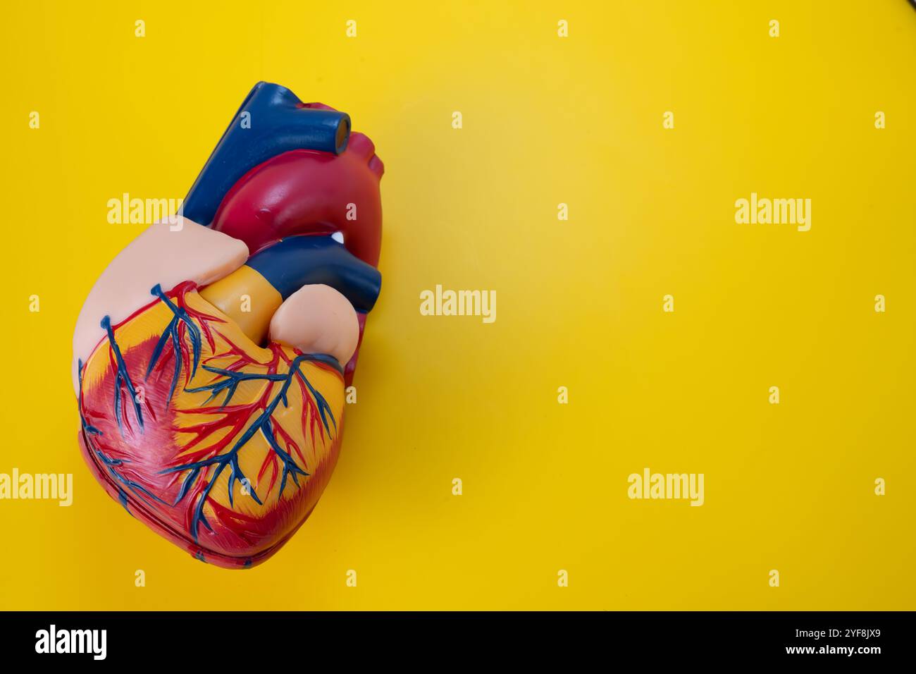 This series of images features a detailed anatomical model of a human ...
