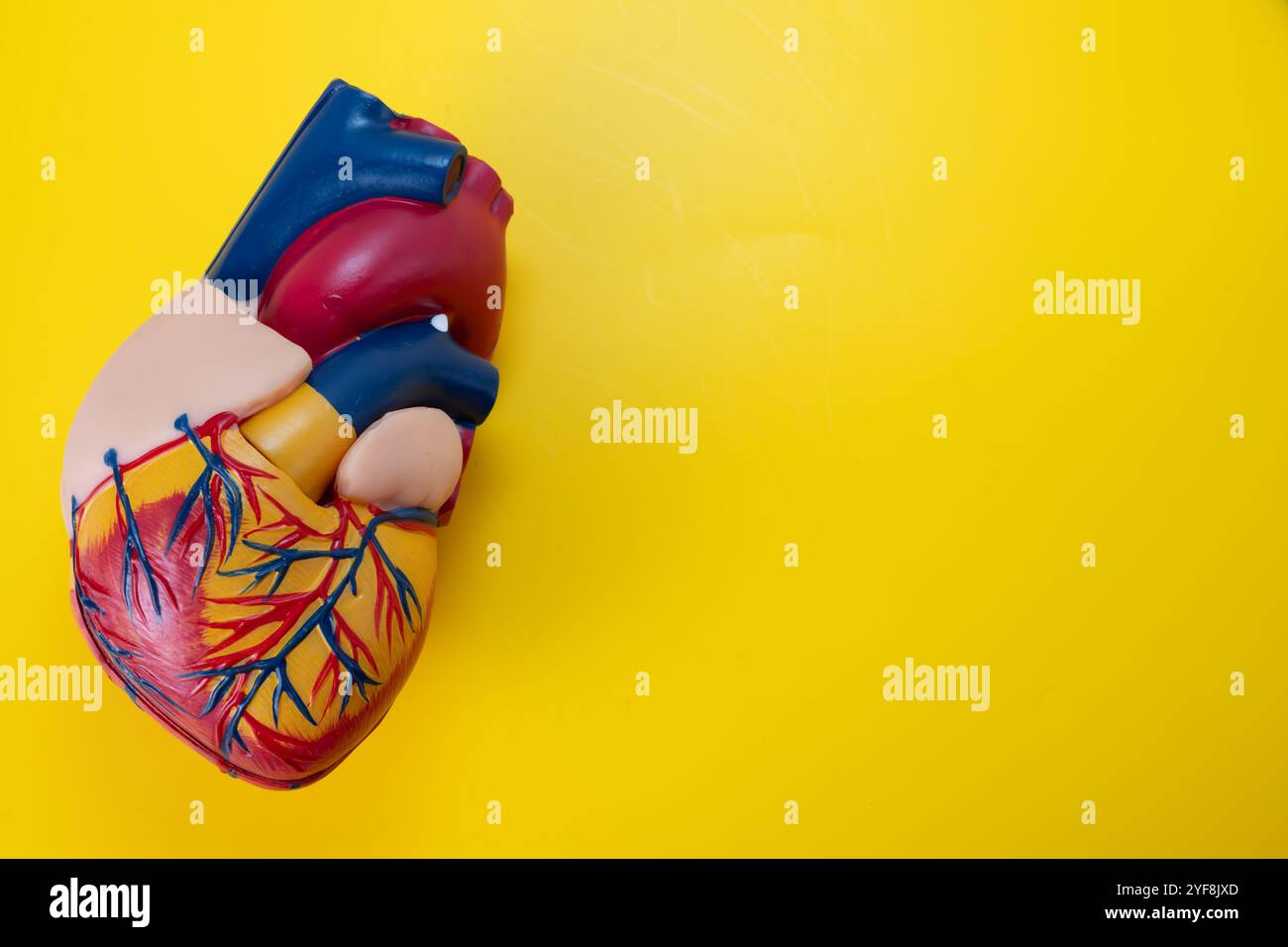 This series of images features a detailed anatomical model of a human ...