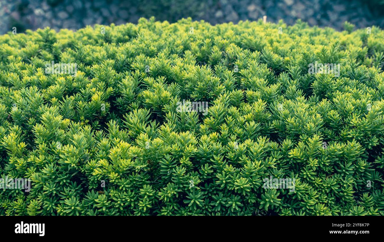 Vibrant close-up of japanese yew shrub plant with lush green foliage ...