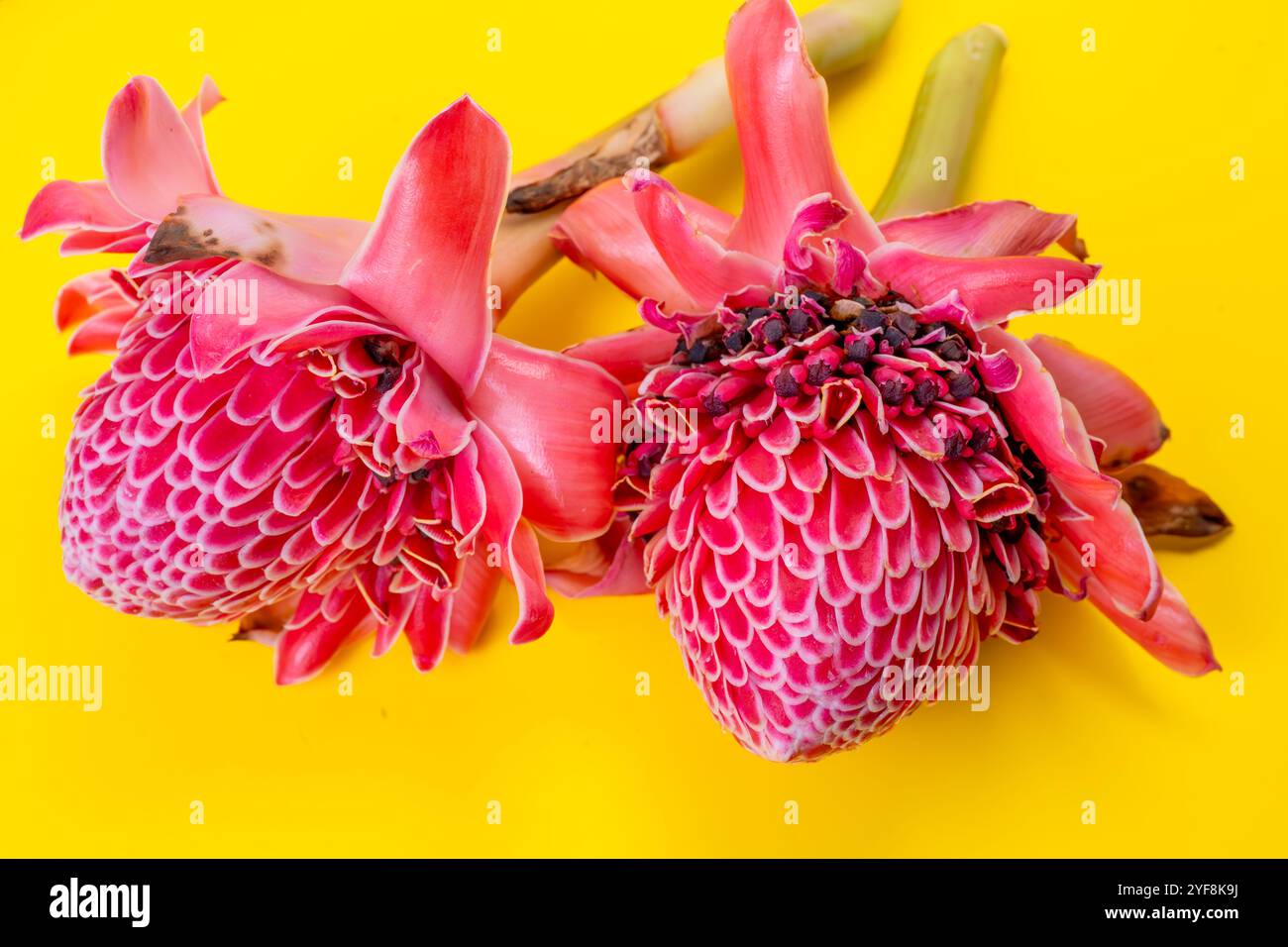 This series of vibrant photographs showcases the exotic beauty of Torch ...