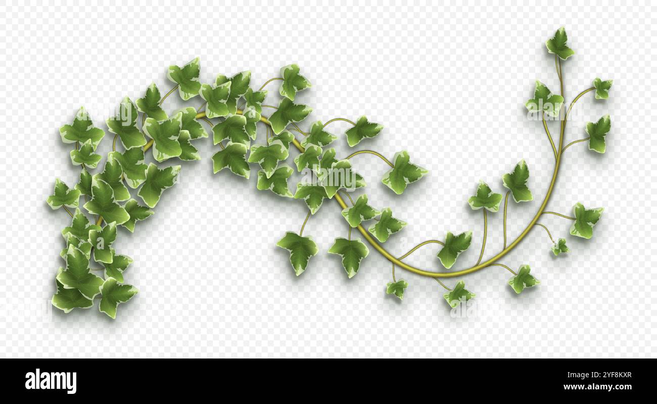 Trailing vegetation Stock Vector Images - Alamy
