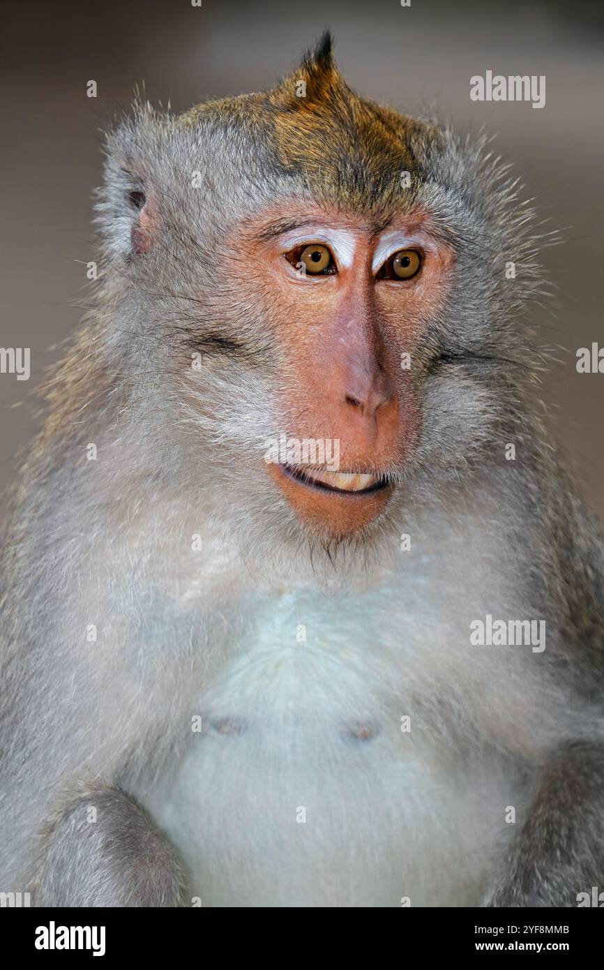Portrait of a Balinese long-tailed monkey (Macaca fascicularis), Ubud ...