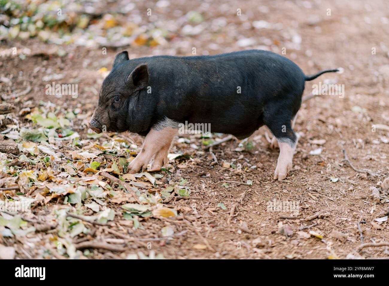 Black fluffy pygmy pig walks along an earthen road in the park. High ...