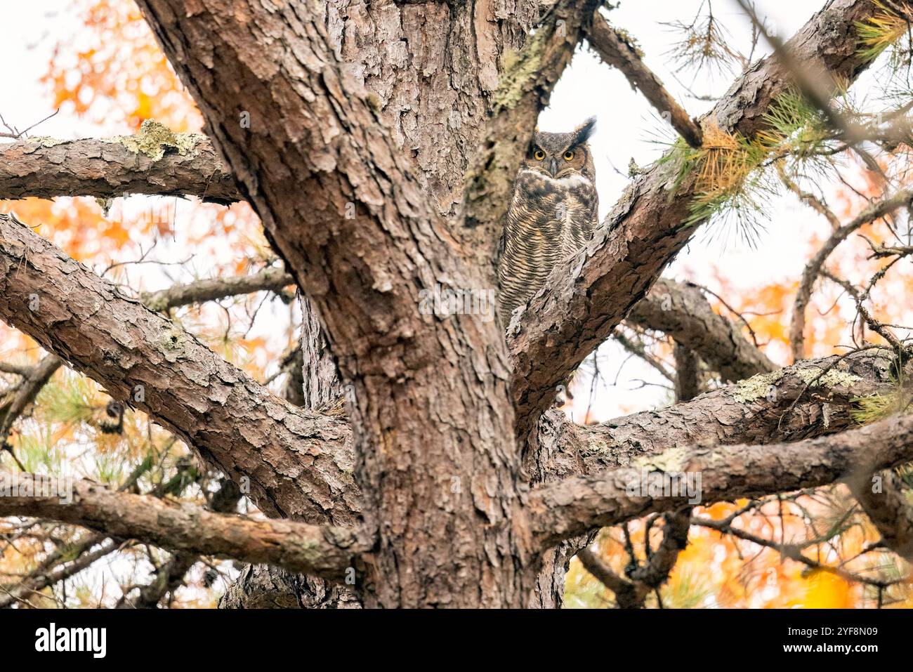 Great Horned Owl (Bubo virginianus) camouflaged against pine tree trunk ...